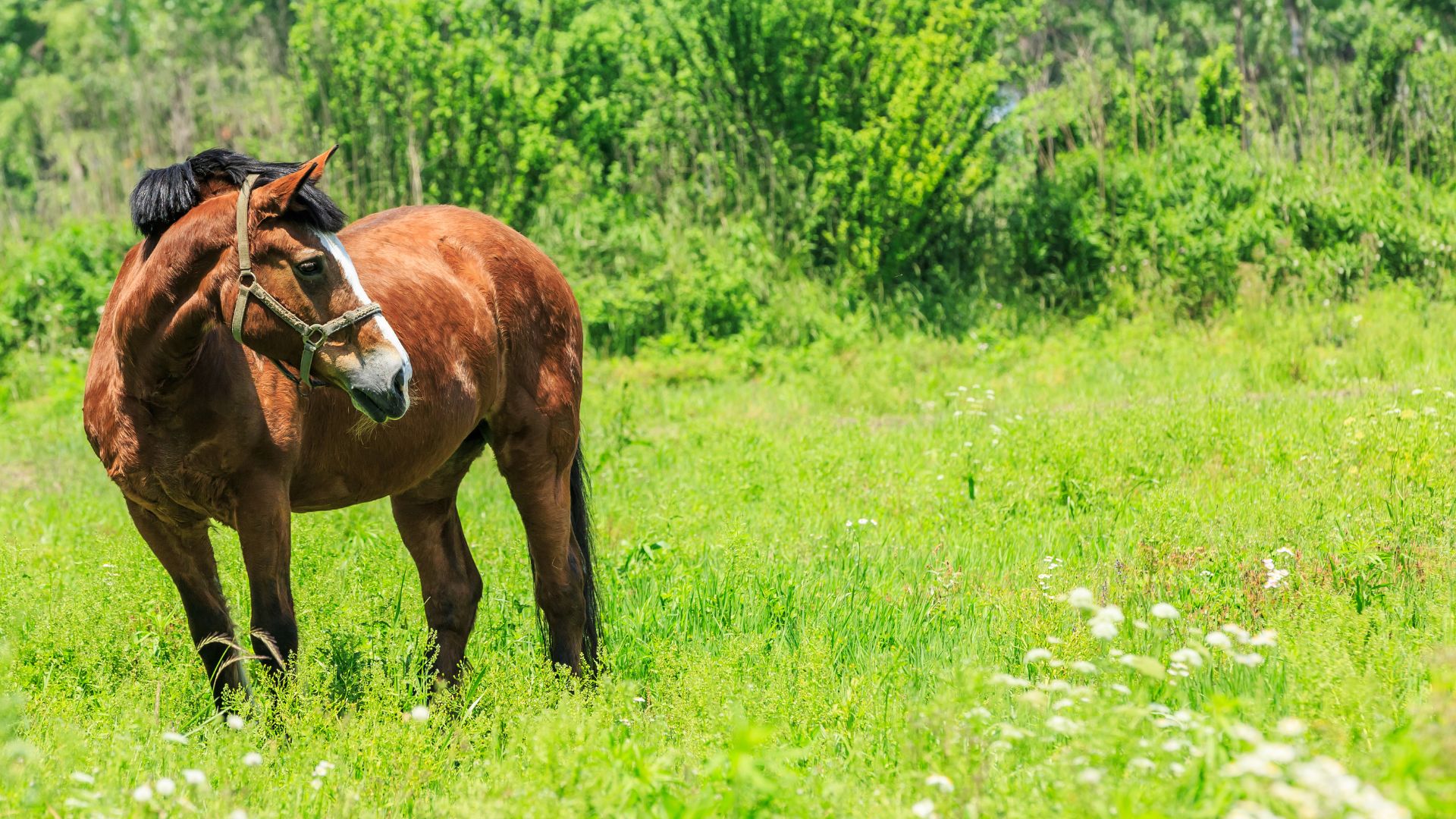 About Grand Strand Equine Veterinary Services | Conway, SC