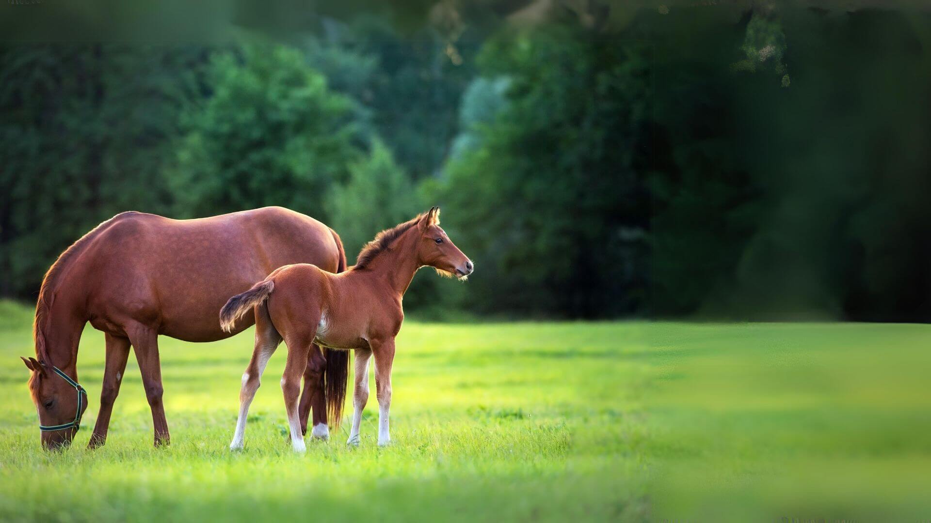Equine Reproductive & Foal Care In Horry County, SC | GSEVS